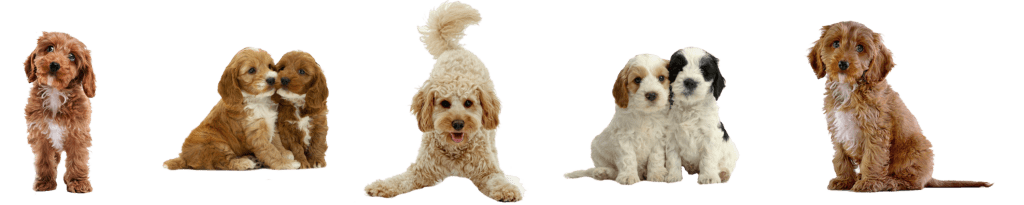 The Full Colour Cockapoo Handbook - Canine Handbooks