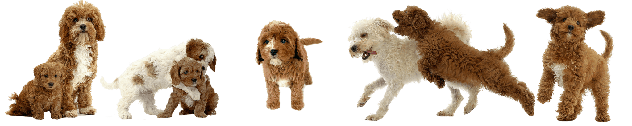 The Cavapoo Handbook - Canine Handbooks