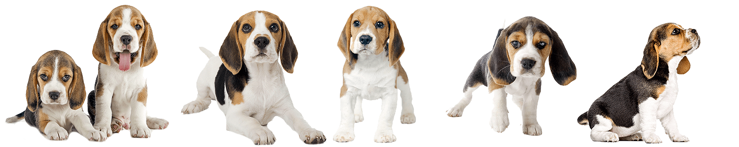 The Full Colour Beagle Handbook - Canine Handbooks