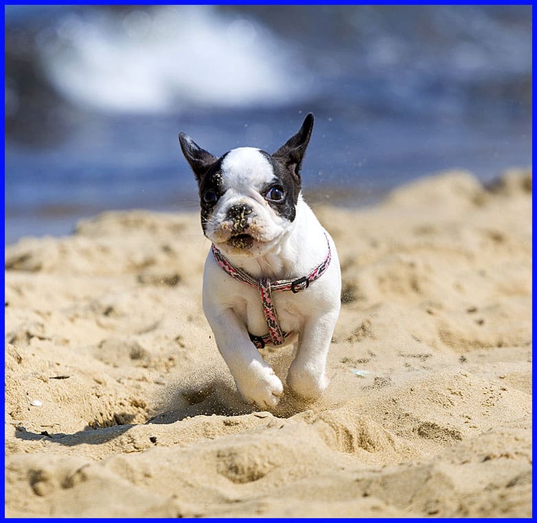 Choosing a Frenchie Breeder - Canine Handbooks